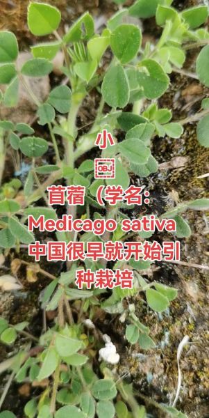 苜蓿草怎么种_苜蓿草种植时间-第3张图片-山城妙识