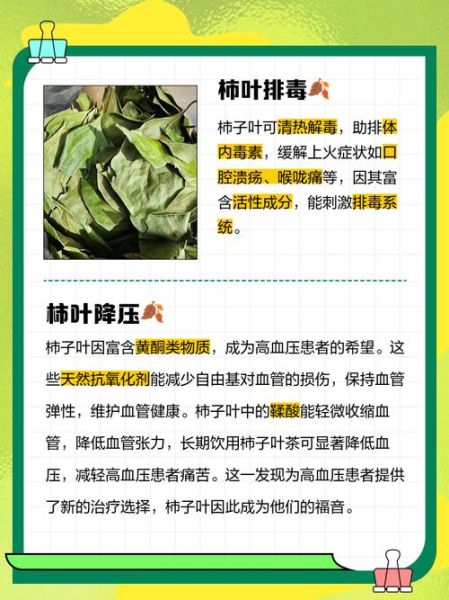 一个柿子十副药啥意思_柿子药用价值真的这么高吗-第3张图片-山城妙识