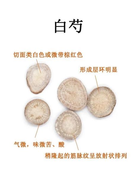 白芍图片_中药功效与作用-第2张图片-山城妙识