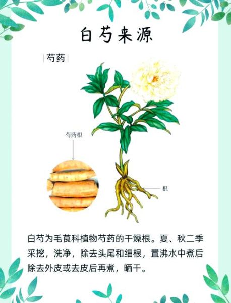 白芍图片_中药功效与作用-第1张图片-山城妙识