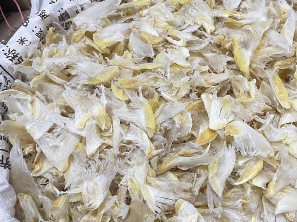 鱼翅价格多少一斤_鱼翅多少钱一斤-第2张图片-山城妙识