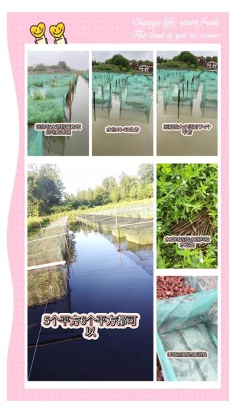 网箱养殖黄鳝技术_如何提高成活率-第1张图片-山城妙识