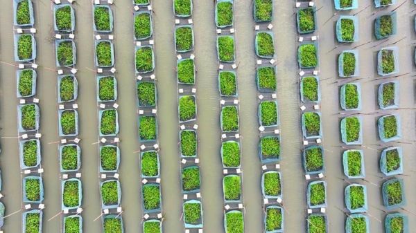 网箱养殖黄鳝技术_如何提高成活率-第2张图片-山城妙识