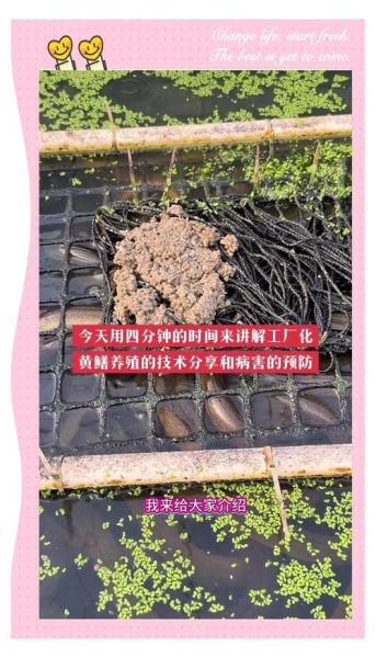 网箱养殖黄鳝技术_如何提高成活率-第3张图片-山城妙识