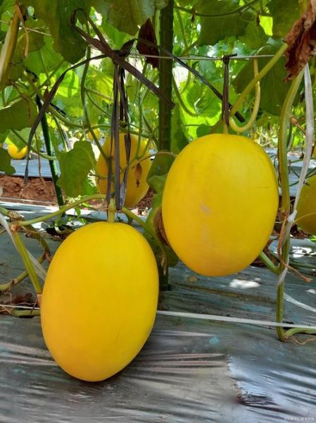 黄西瓜的功效与作用_黄西瓜营养价值高吗-第3张图片-山城妙识