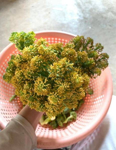 西兰花变黄吃了恶心_还能吃吗-第3张图片-山城妙识