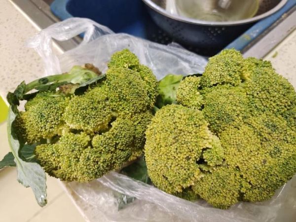 西兰花变黄吃了恶心_还能吃吗-第2张图片-山城妙识