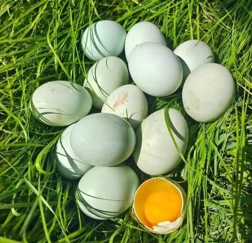 绿皮鸡蛋和普通鸡蛋的区别_绿皮鸡蛋营养价值高吗-第3张图片-山城妙识