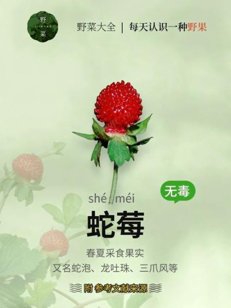 野草莓和蛇莓的区别_如何一眼区分-第2张图片-山城妙识