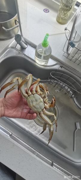 阳澄湖牌大闸蟹多少钱一只_如何辨别真假-第3张图片-山城妙识