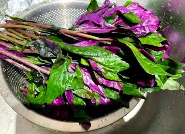 补血的蔬菜有哪些_哪些蔬菜补血最快-第2张图片-山城妙识