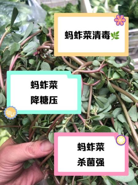 蚂蚱菜学名是什么_蚂蚱菜的功效与作用-第1张图片-山城妙识 蚂蚱菜学名是什么_蚂蚱菜的功效与作用-第1张图片-山城妙识