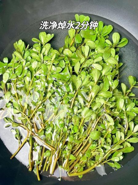 蚂蚱菜学名是什么_蚂蚱菜的功效与作用-第3张图片-山城妙识 蚂蚱菜学名是什么_蚂蚱菜的功效与作用-第3张图片-山城妙识