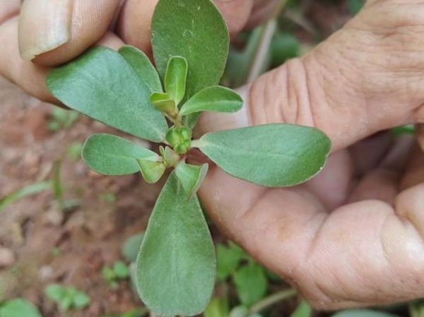 蚂蚱菜学名是什么_蚂蚱菜的功效与作用-第2张图片-山城妙识 蚂蚱菜学名是什么_蚂蚱菜的功效与作用-第2张图片-山城妙识