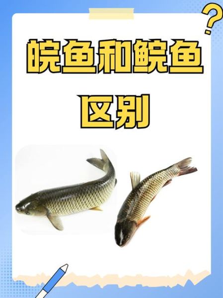 鲩怎么读_鲩鱼是什么鱼-第1张图片-山城妙识