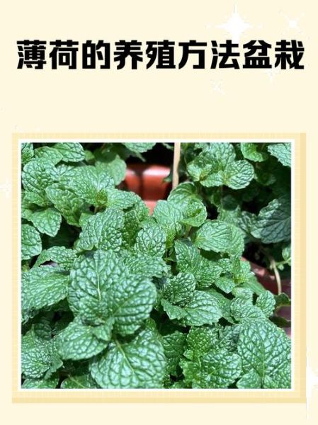 薄荷怎么种_薄荷多久浇一次水-第1张图片-山城妙识