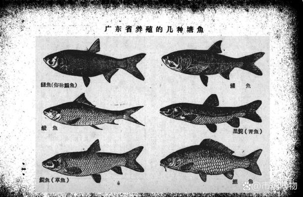 鲩怎么读_鲩鱼是什么鱼-第3张图片-山城妙识