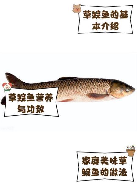 鲩怎么读_鲩鱼是什么鱼-第2张图片-山城妙识