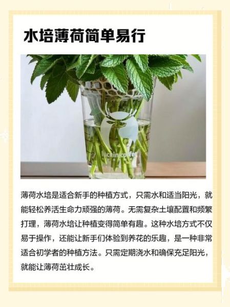 薄荷怎么种_薄荷多久浇一次水-第2张图片-山城妙识