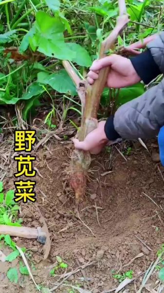 野苋菜头图片长什么样_野苋菜头怎么辨认-第2张图片-山城妙识 野苋菜头图片长什么样_野苋菜头怎么辨认-第2张图片-山城妙识