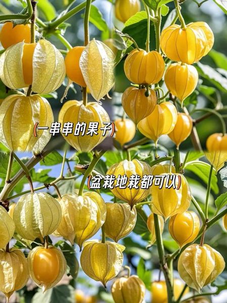 黄姑娘果学名叫什么_黄姑娘果营养价值-第2张图片-山城妙识