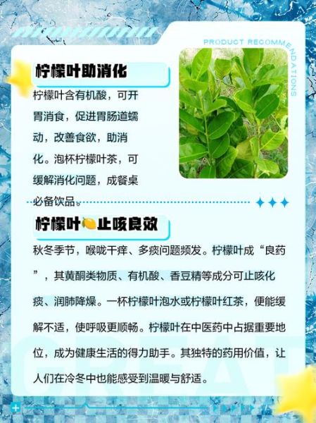 柠檬叶泡水有什么好处_柠檬叶泡水能天天喝吗-第1张图片-山城妙识