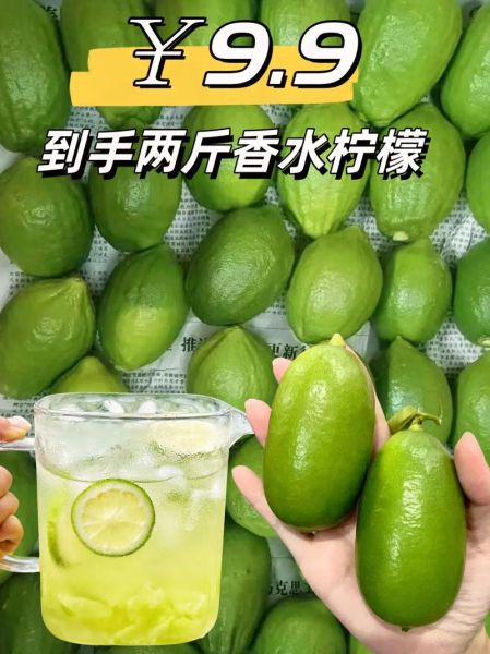 柠檬叶泡水有什么好处_柠檬叶泡水能天天喝吗-第3张图片-山城妙识