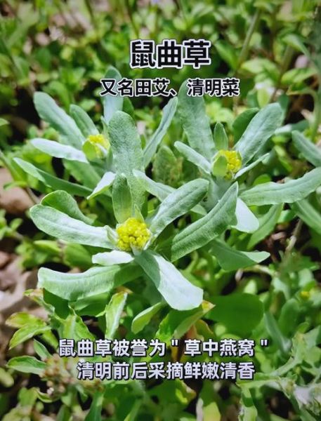 鼠曲草的功效与作用_鼠曲草怎么吃效果最好-第2张图片-山城妙识