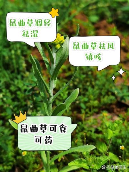 鼠曲草的功效与作用_鼠曲草怎么吃效果最好-第1张图片-山城妙识
