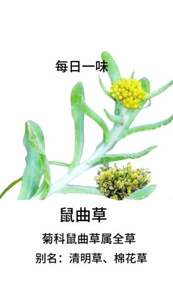 鼠曲草的功效与作用_鼠曲草怎么吃效果最好-第3张图片-山城妙识