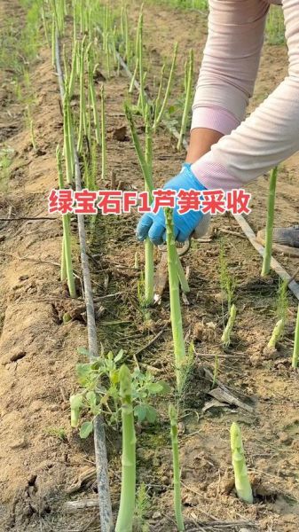 芦笋种植后多久能采收_芦笋几年可以收获-第3张图片-山城妙识