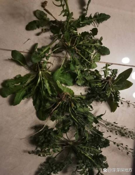 地米菜是荠菜吗_地米菜和荠菜的区别-第1张图片-山城妙识