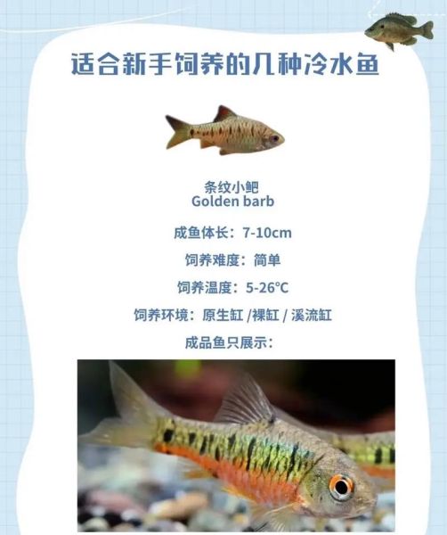 鳑鲏鱼怎么养_鳑鲏鱼饲养技巧-第1张图片-山城妙识