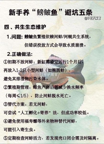 鳑鲏鱼怎么养_鳑鲏鱼饲养技巧-第3张图片-山城妙识