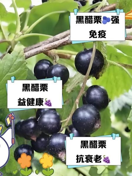 黑醋栗叶的功效与作用_黑醋栗叶怎么泡水喝-第1张图片-山城妙识