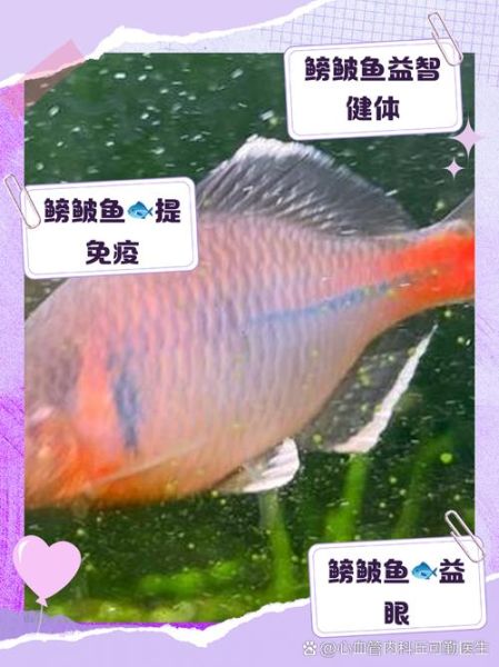 鳑鲏鱼怎么养_鳑鲏鱼饲养技巧-第2张图片-山城妙识