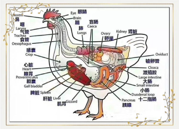 鸡胗和鸡肝的区别_鸡内脏各部分名称图解-第1张图片-山城妙识