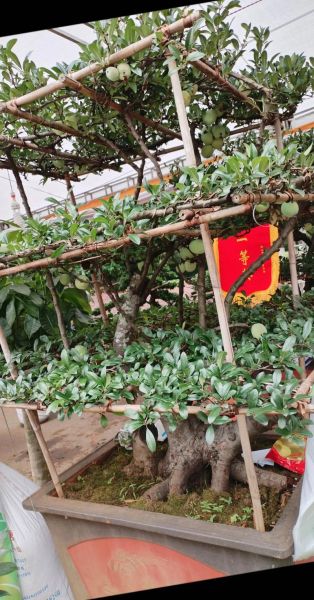野生木瓜树长什么样_野生木瓜树图片怎么拍-第2张图片-山城妙识