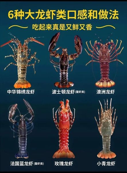 龙虾种类及图片大全_如何区分常见品种-第1张图片-山城妙识