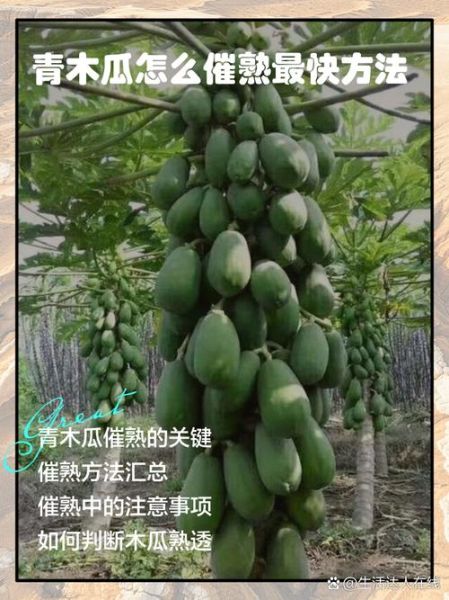 青木瓜怎么催熟_硬木瓜快速变软方法-第2张图片-山城妙识