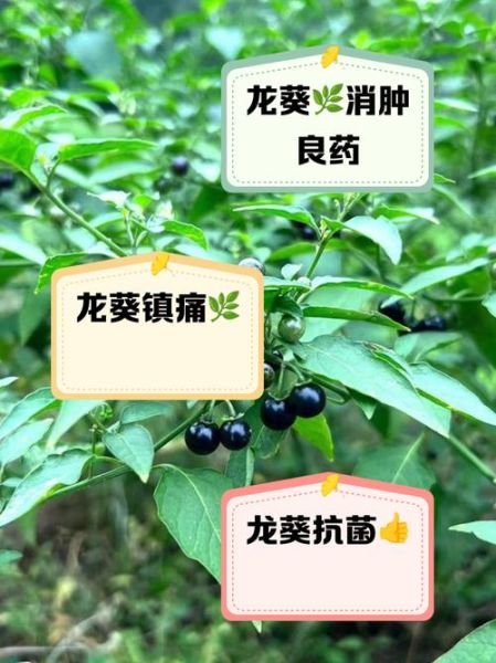 龙葵图片的功效与作用_龙葵能治疗哪些疾病-第1张图片-山城妙识 龙葵图片的功效与作用_龙葵能治疗哪些疾病-第1张图片-山城妙识