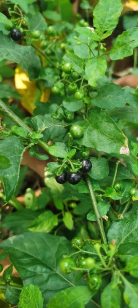 龙葵图片的功效与作用_龙葵能治疗哪些疾病-第2张图片-山城妙识 龙葵图片的功效与作用_龙葵能治疗哪些疾病-第2张图片-山城妙识