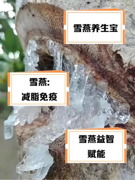 雪燕是什么味道_雪燕口感像什么-第2张图片-山城妙识 雪燕是什么味道_雪燕口感像什么-第2张图片-山城妙识