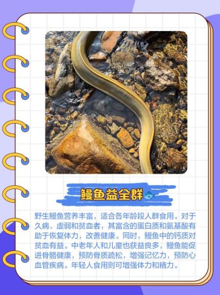 鳗鱼图片大全_鳗鱼种类识别-第2张图片-山城妙识