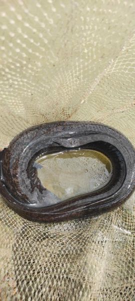 鳗鱼图片大全_鳗鱼种类识别-第3张图片-山城妙识