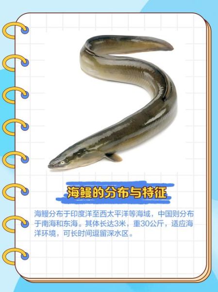 鳗鱼图片大全_鳗鱼种类识别-第1张图片-山城妙识