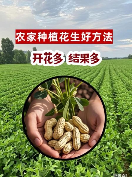 花生怎么种才能高产_花生种植技术与管理方法-第2张图片-山城妙识