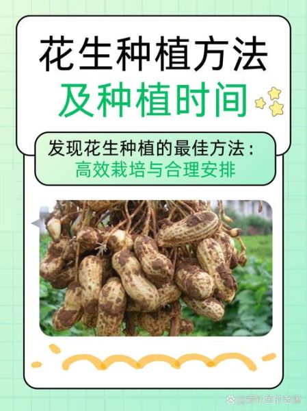 花生怎么种才能高产_花生种植技术与管理方法-第1张图片-山城妙识