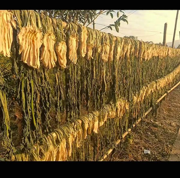 大头菜干怎么晒_大头菜干怎么炒好吃-第1张图片-山城妙识 大头菜干怎么晒_大头菜干怎么炒好吃-第1张图片-山城妙识