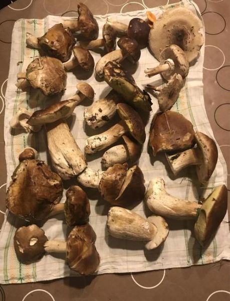 食用菌种类大全_如何挑选新鲜食用菌-第2张图片-山城妙识